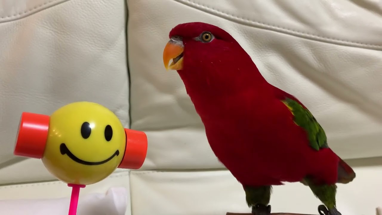 The smiley face and Red birb “GUMI” - YouTube