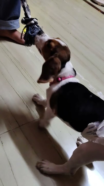 #beagle #puppy in #beast #mode ! #tugofwar #doglover #funnyshorts #subscribe #channel# ...