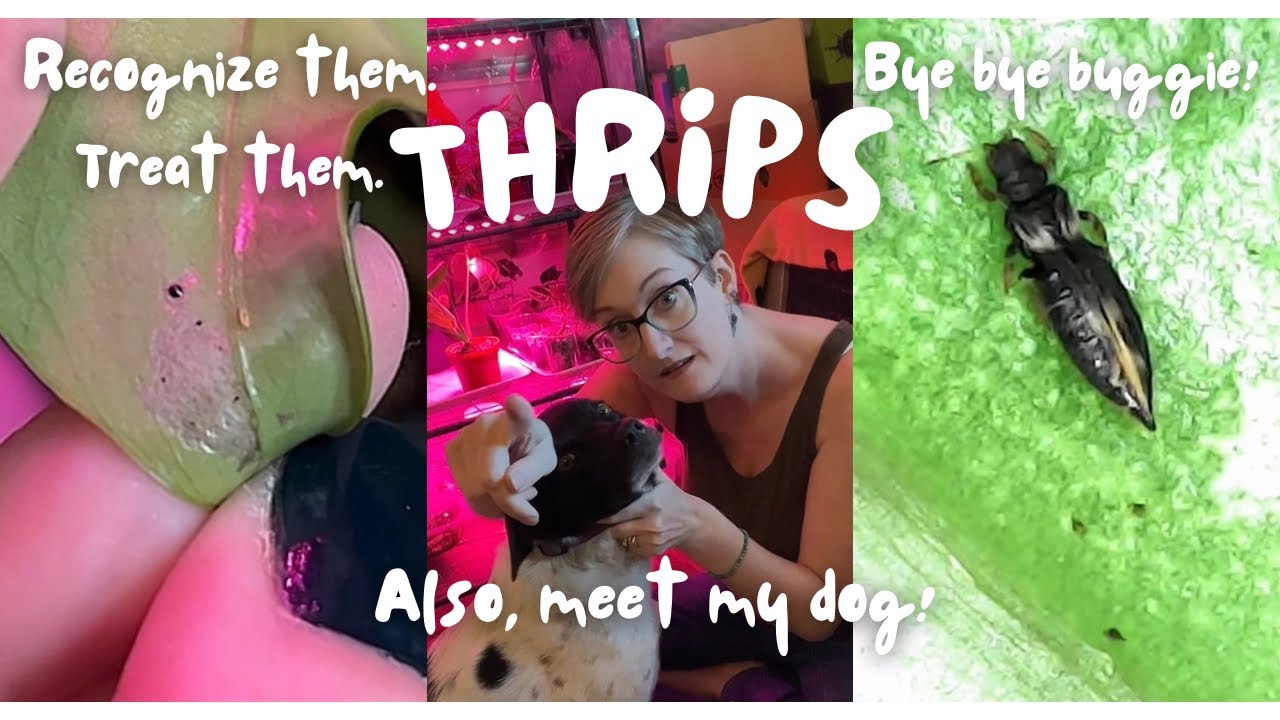 How to Treat Thrips Once and Be Done! - YouTube