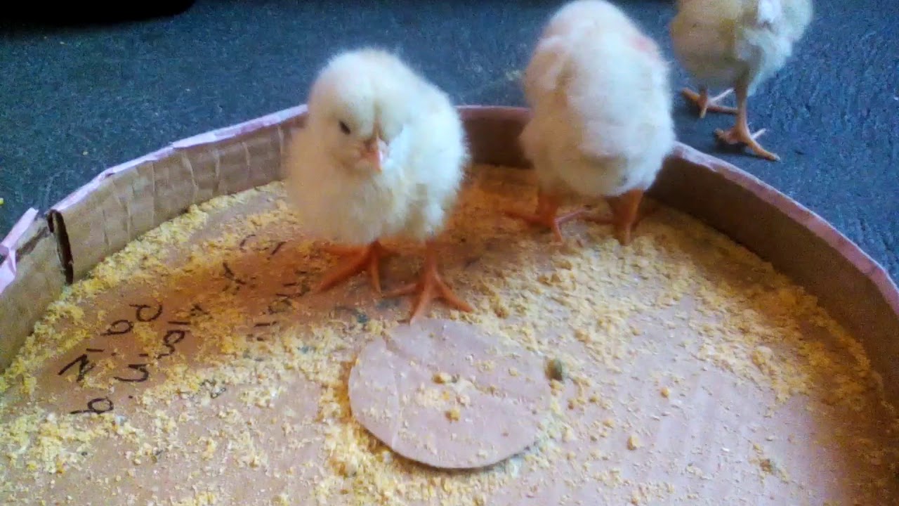 Pollito pio cuidado de mis pollitos - YouTube