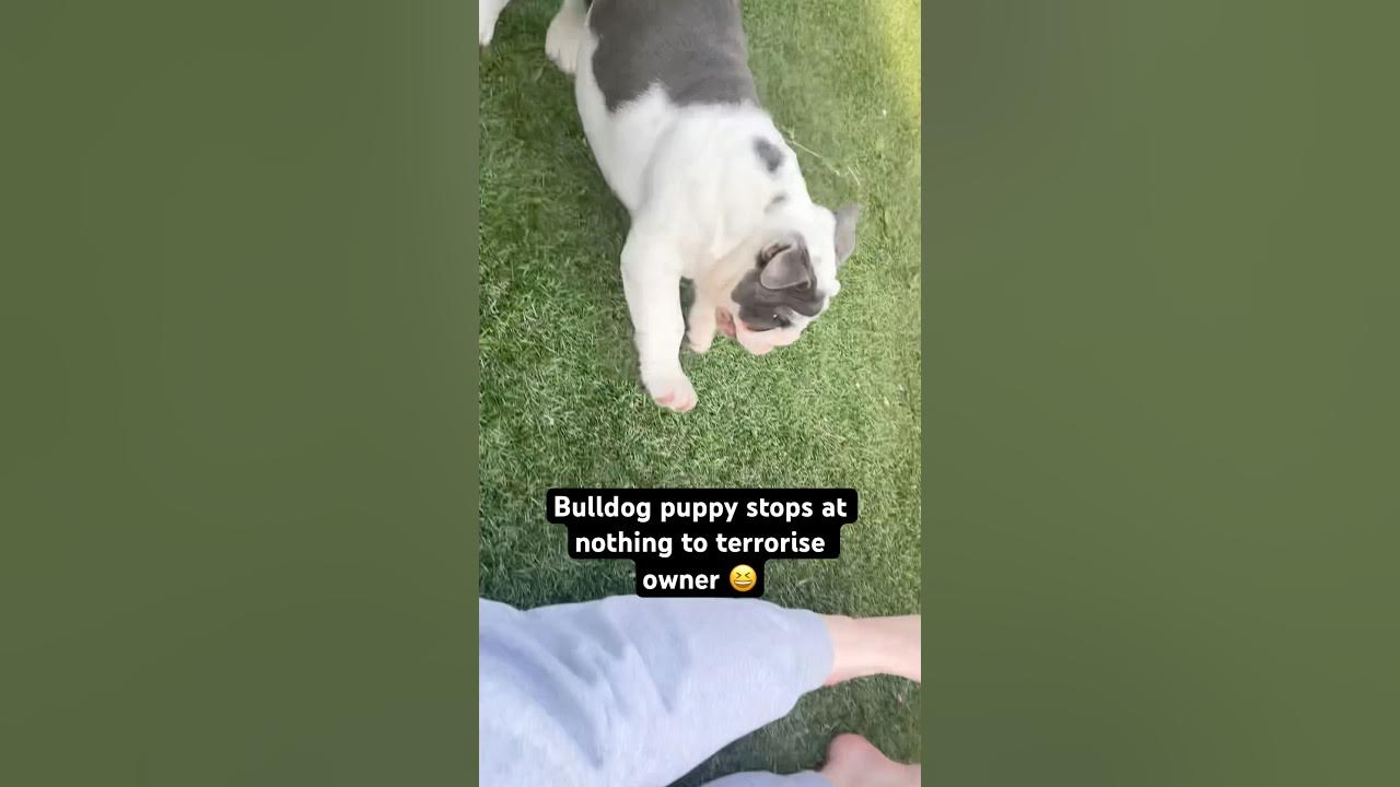 Bulldog puppy chewing feet! Ouch Turbo! #bulldog #aussiebulldog #englishbulldog #bulldogpuppy # ...
