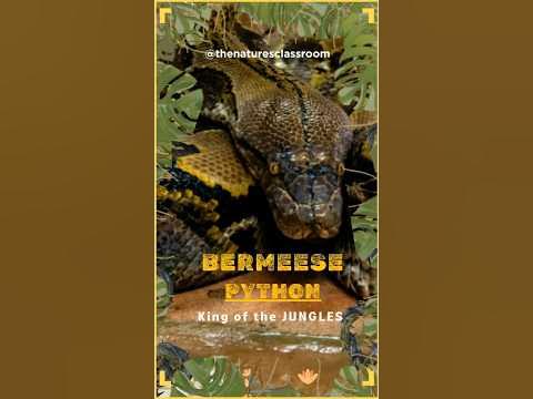 Burmese Python:Apex Predator #python #animals #nature #wildlife - YouTube
