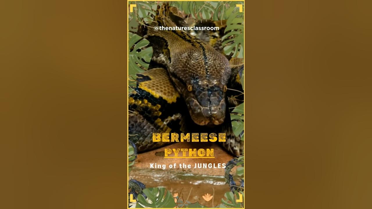 Burmese Python:Apex Predator #python #animals #nature #wildlife - YouTube