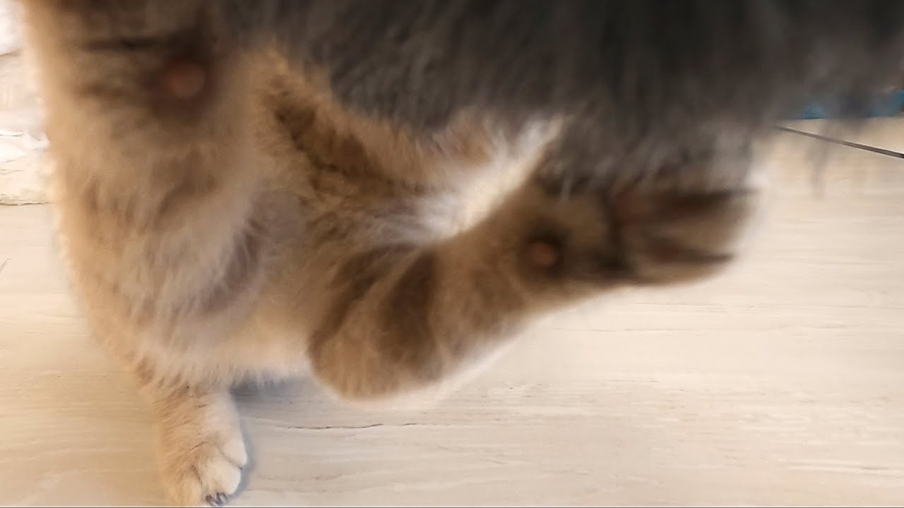 What Kitten Mottie Does When He Is Filmed on Video - YouTube