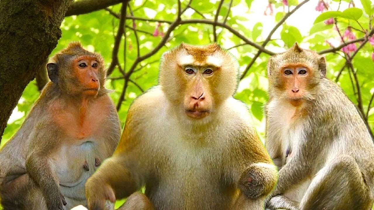 🐒 Heartwarming Monkey Story | Pongo, Jinx & Ellen’s Secret Bond ️Full ...