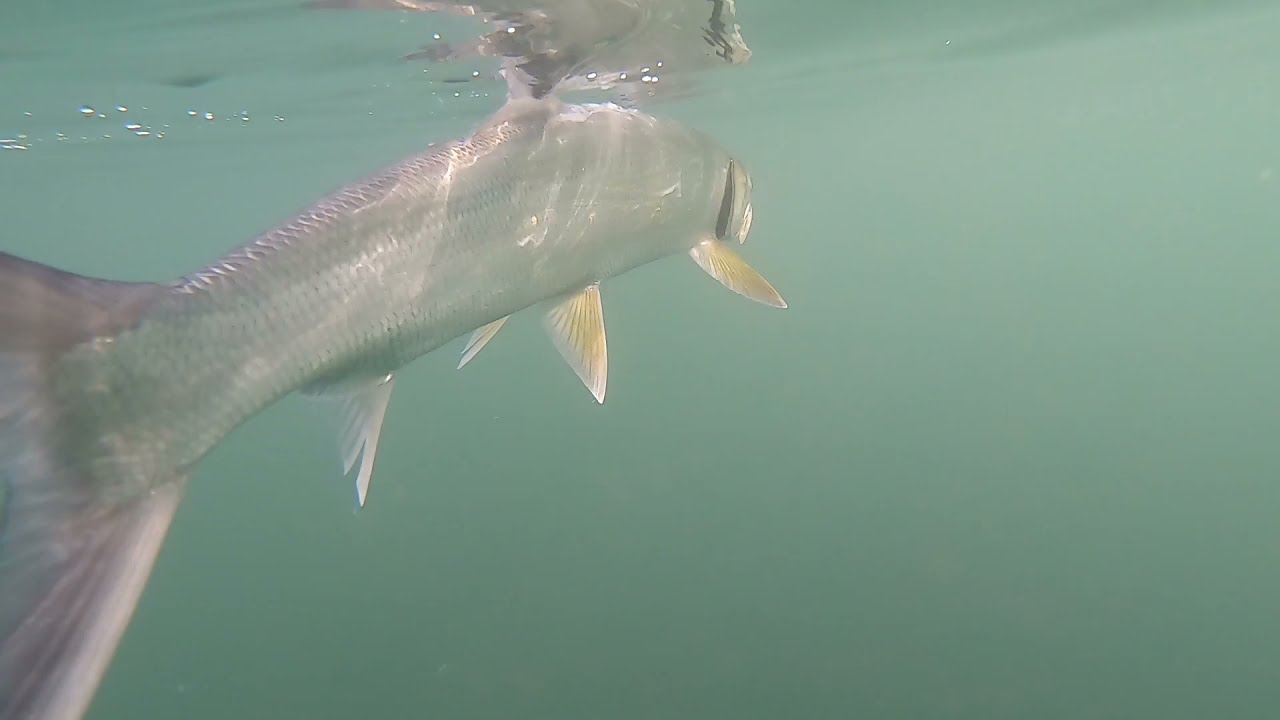 6 BIG Springer Fish- Durban Harbour - YouTube