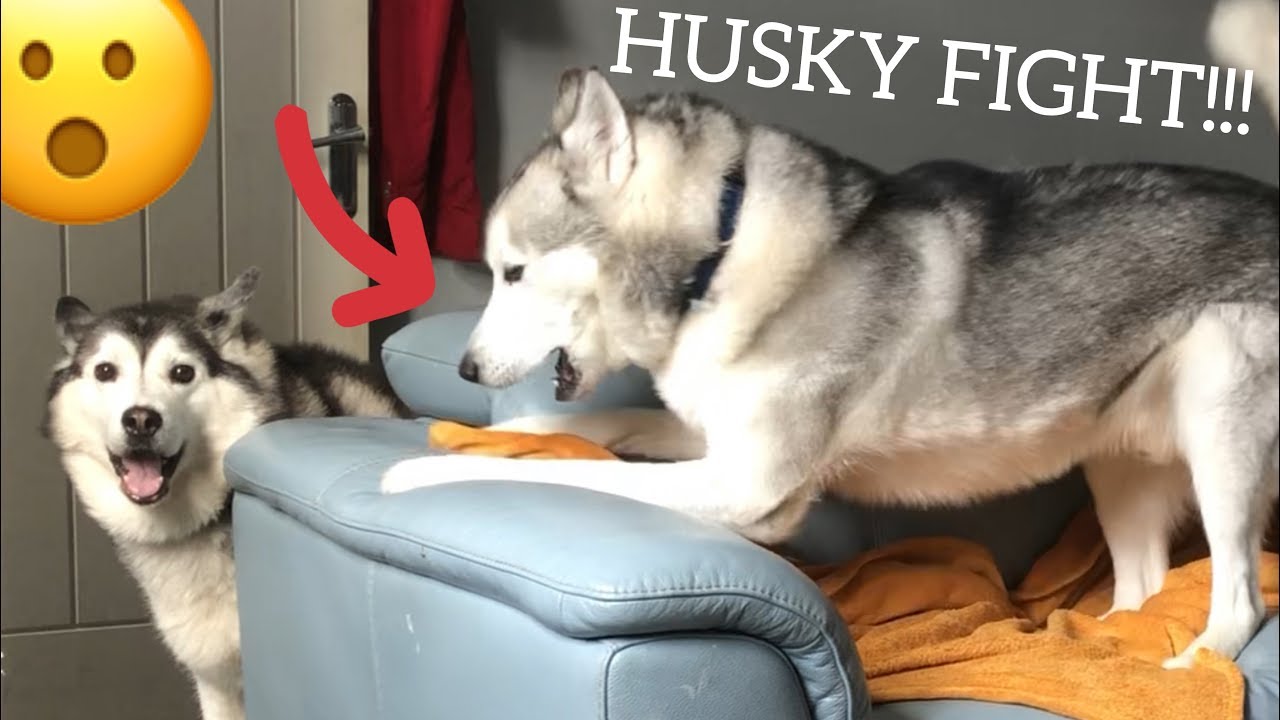 Huskies Fight To Get Dads Attention For Food! [READ DESCRIPTION] - YouTube