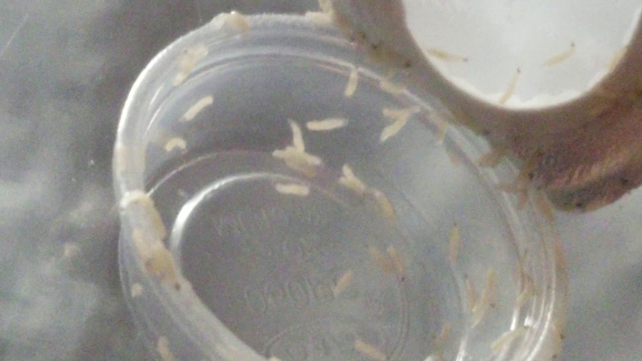 Maggot therapy. - YouTube