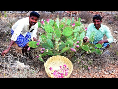 Cactus fruit/Cactus Juice/chapati kallipalam juice in village food ...
