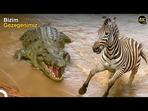 Av mı, Kurtuluş mu? Timsahın Hedefi Zebra! | Doğa Kanunları 34 Bölüm |Türkçe Dublaj HD İzle