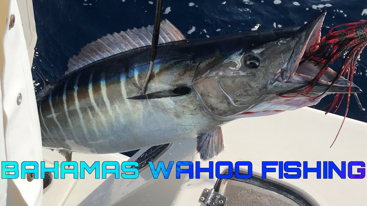 High Speed Trolling For Wahoo - BAHAMAS - Wahoo Fishing - YouTube