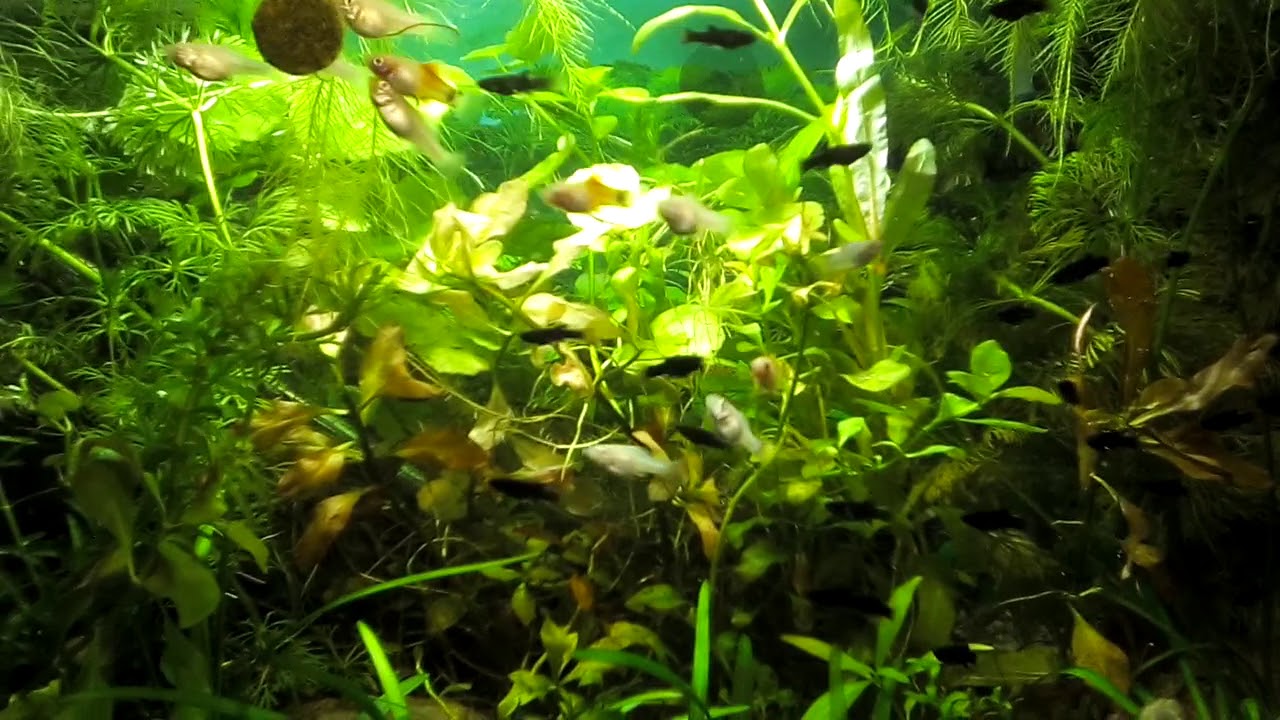 Molinezja szerokopłetwa srebrna 1 miesiąc i molinezje ostrouste czarne ...