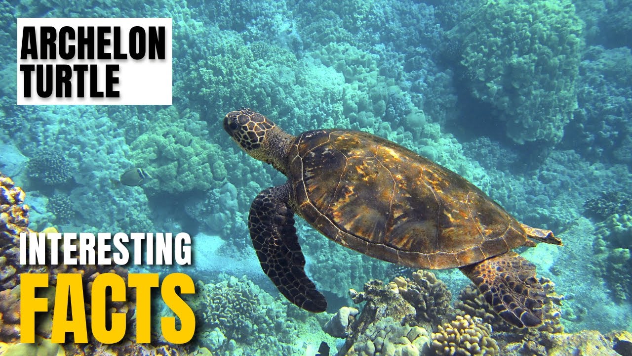 Amazing facts of Archelon | Interesting Facts | The Beast World - YouTube