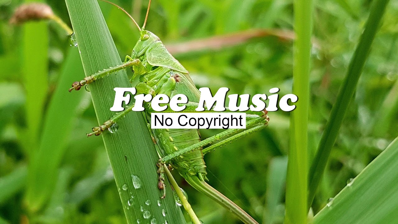 Locust Dance | No Copyright | Free Music - YouTube