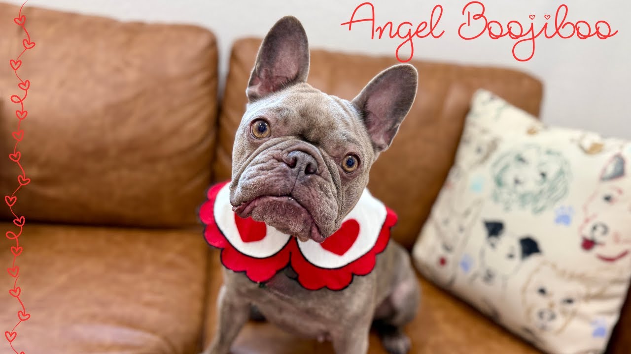 Angel Boojiboo absolute dreamy, squishy, goodness in best friend shape ...