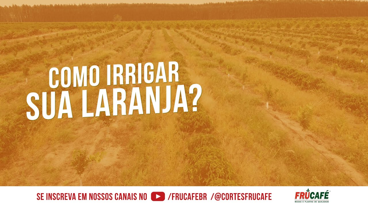 Como Irrigar um Pomar de Laranjas? - YouTube