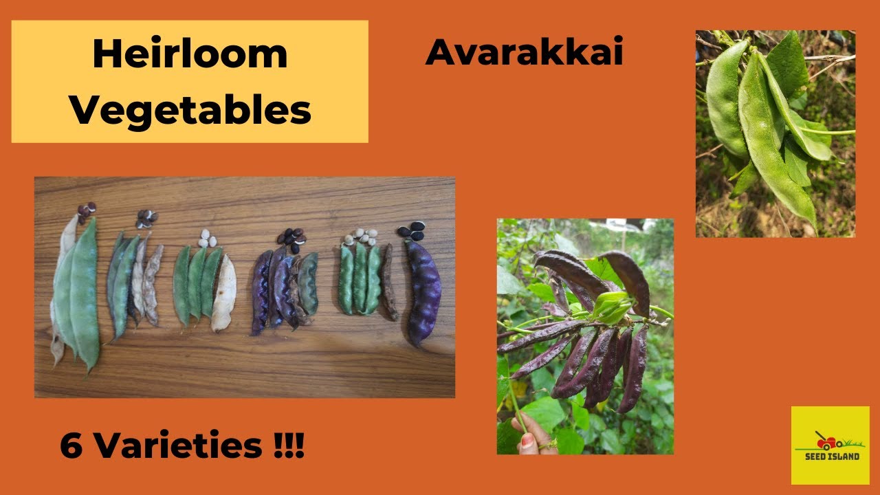 Heirloom Vegetables | Avarakkai | 6+2Varieties !!! | - YouTube