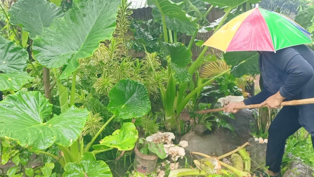Paglilinis Ng Mga Tanim Na Saging Youtube