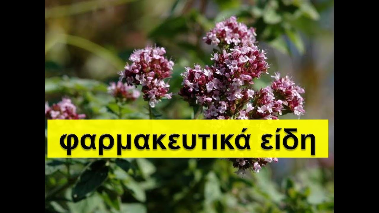 Τα 10 πιο κοινά φαρμακευτικά είδη στην Ελλάδα - Most common medicinal ...