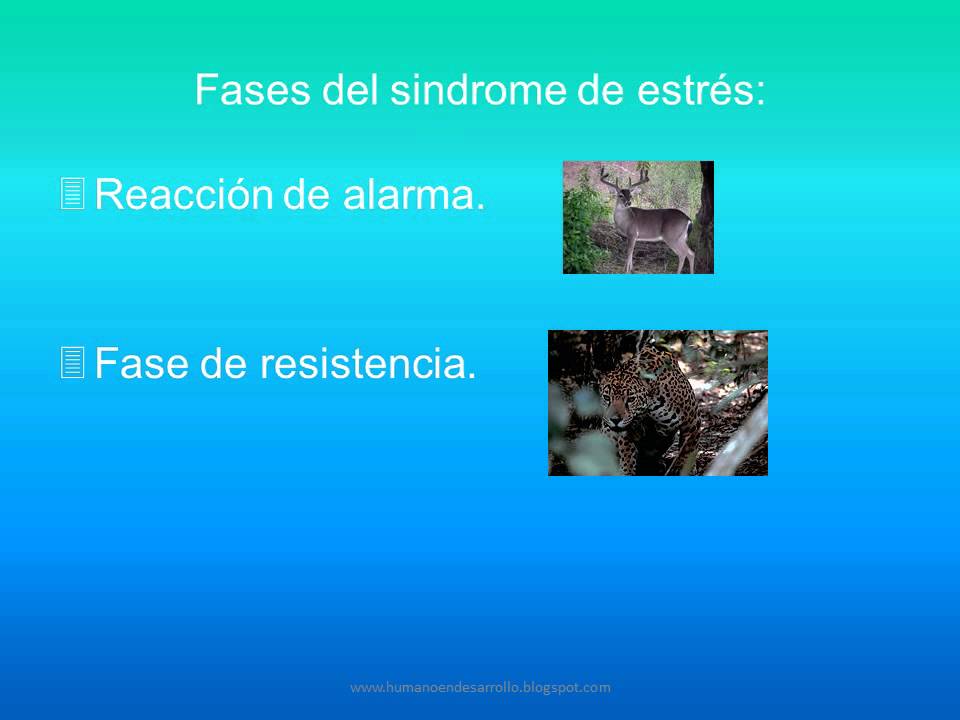 Fases del sindrome de estrés - YouTube