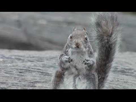 Two Depressed Squirrels in the Park - YouTube