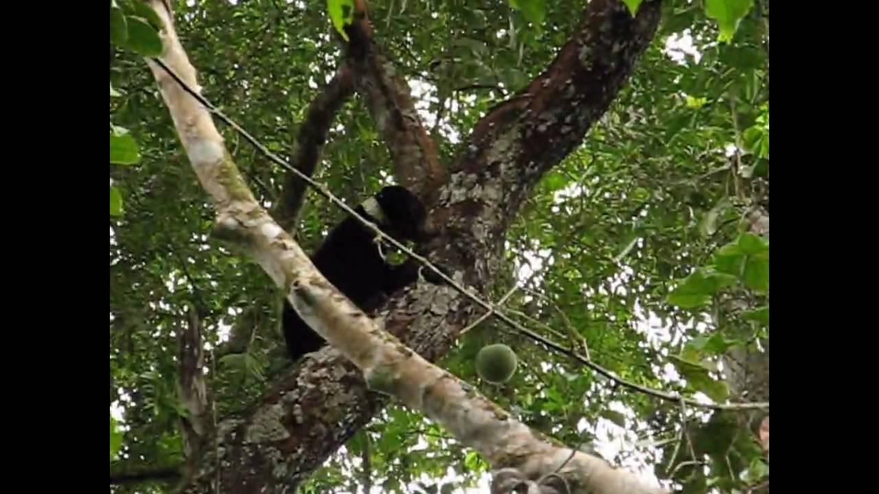 Sun Bear Behavior | Sun Bear Climbing Down from A Tree After Sleeping ...