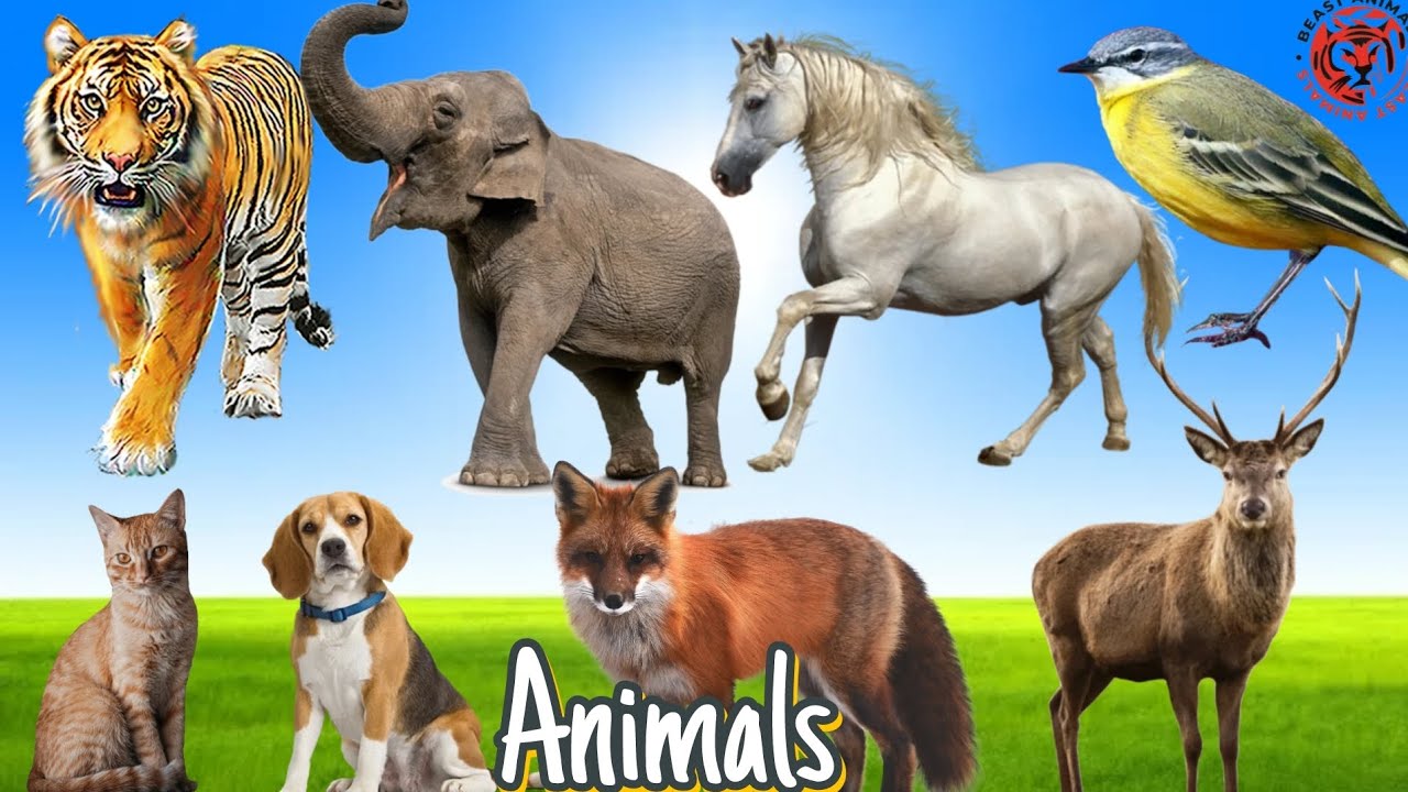 Wild animals Lion,Tiger,Giraffe,Bear,Zebra,Panda,Gorilla,Mon,Wolf,Deer ...