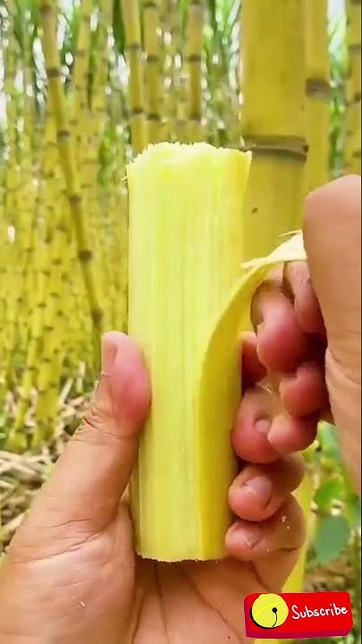 Asmr Peeling Sugar Cane Oddly Satisfying Video Shorts Asmr Relax Antistress Youtube