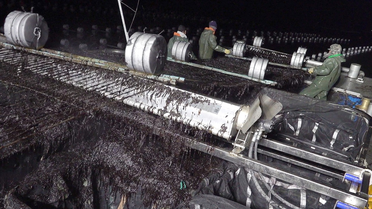 Awesome process! Process of making seasoned seaweed. korean food ...