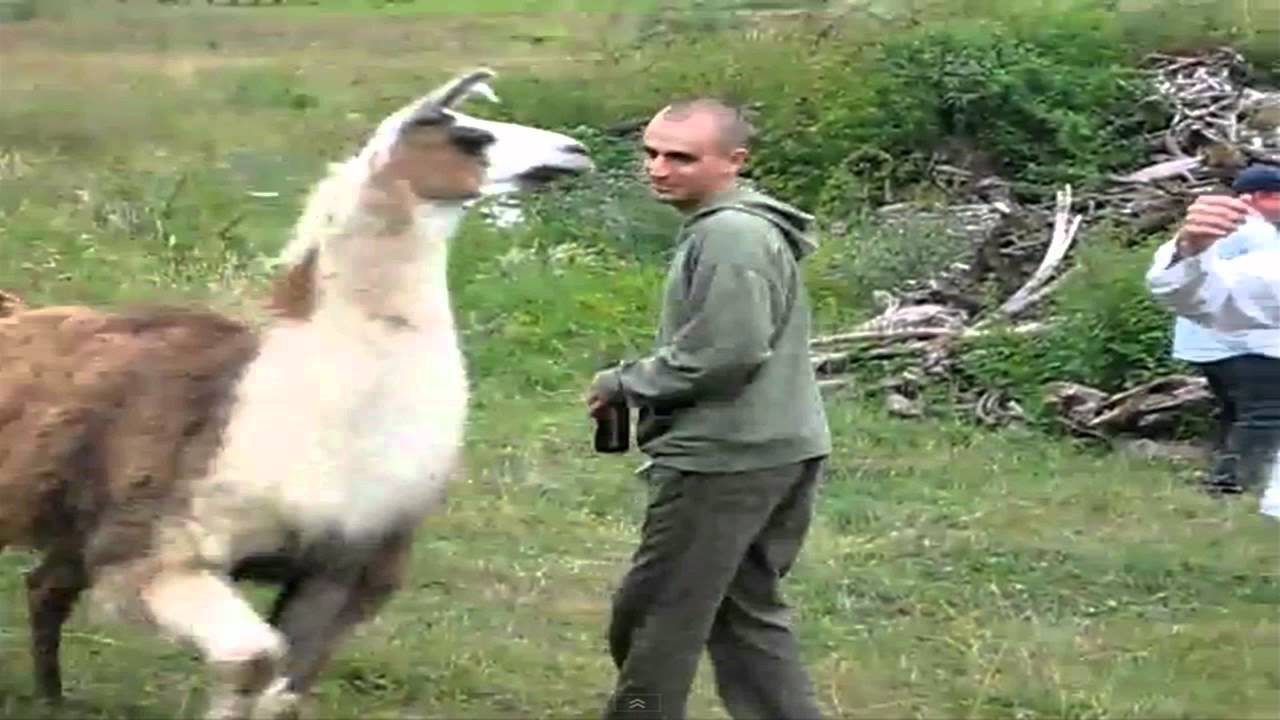 Lama gets MAD! - YouTube