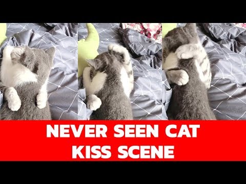 Never seen CAT Hugs and Love Romance| Viral Video| Cats funny compilation video| Pet animals
