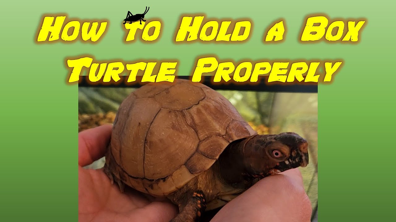How to Hold a Box Turtle Properly - YouTube