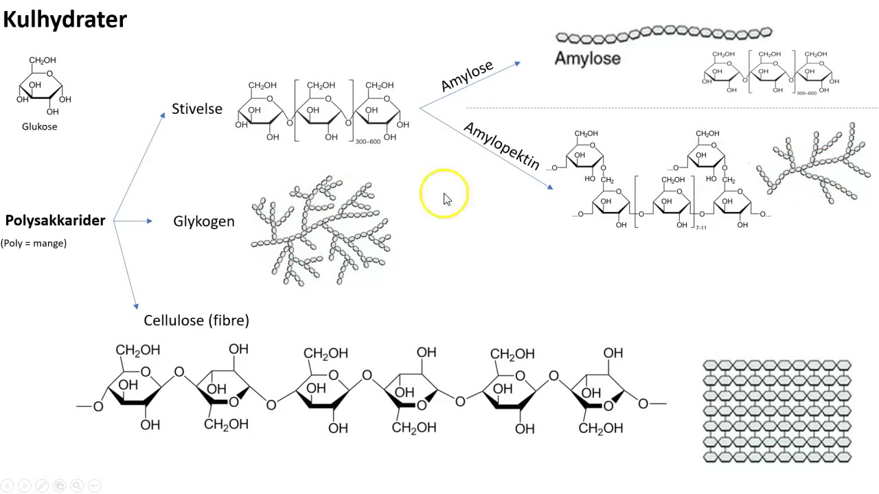 Hvad er kulhydrater - YouTube