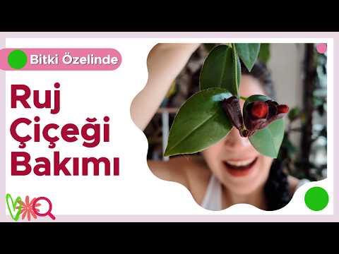 Ruj Çiçeği Bakımı / Yaptığım Hatalar İle :)