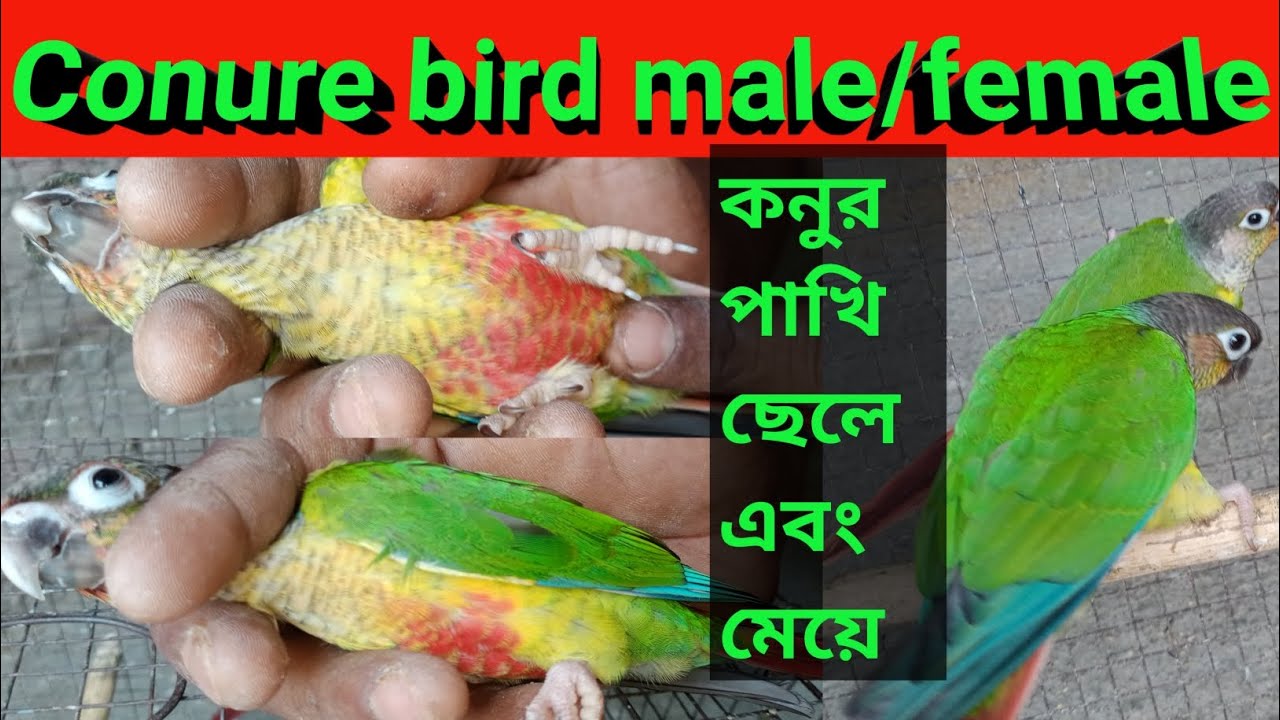 How to identify conure bird male and female/কনুর পাখি ছেলে এবং মেয়ে ...