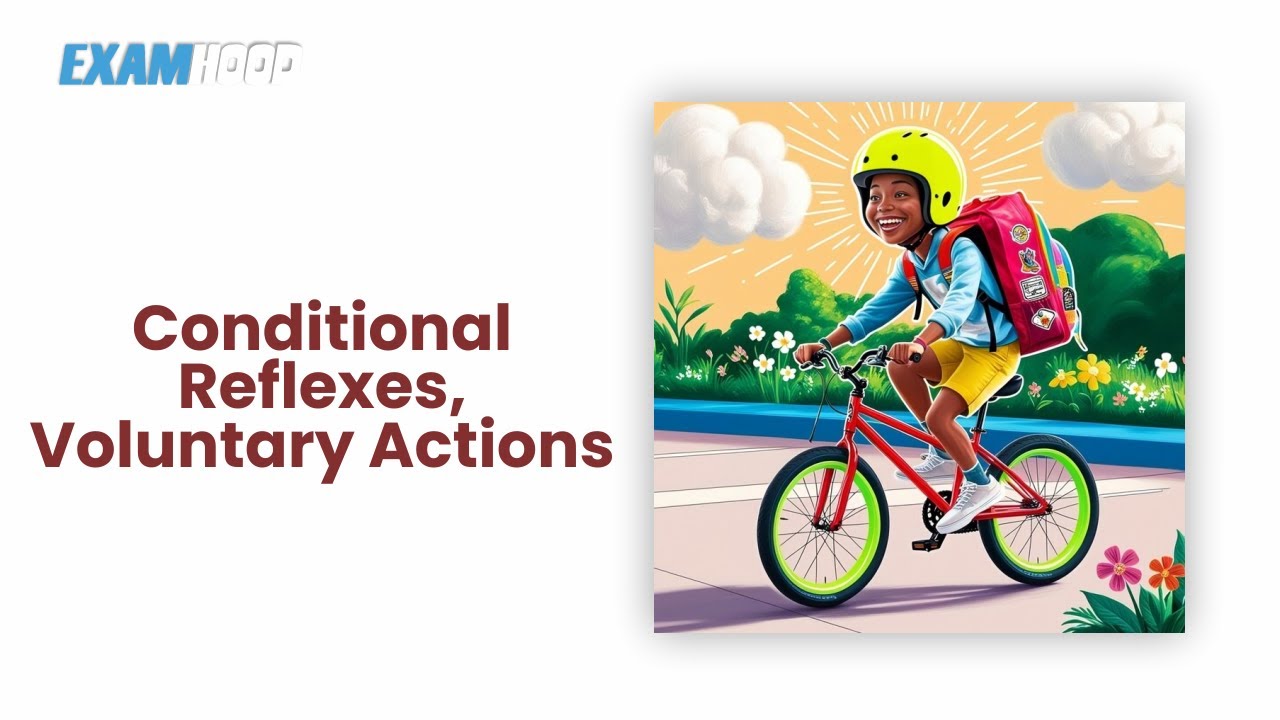 REFLEX, VOLUNTARY ACTIONS AND CONDITIONAL REFLEXES - YouTube