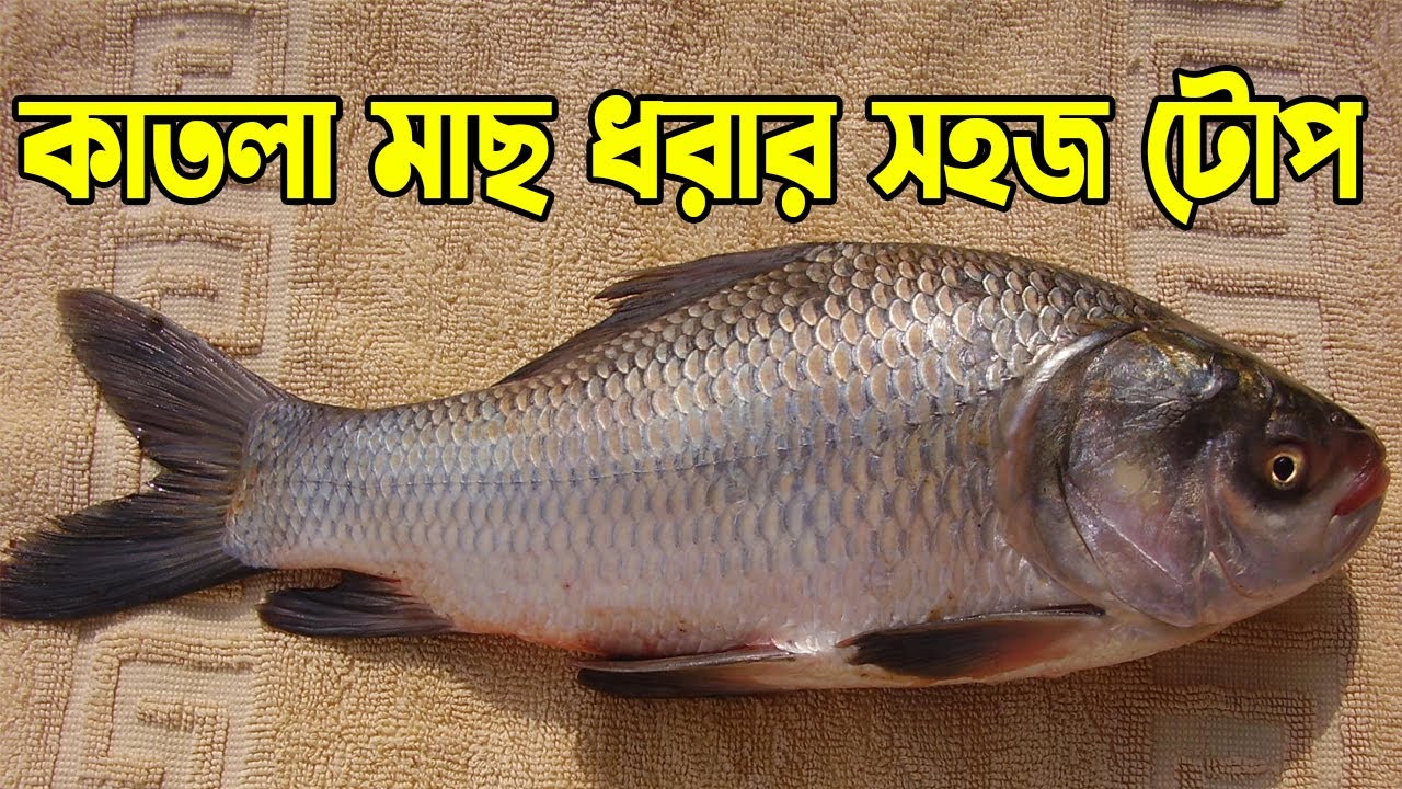 কাতলা মাছ ধরার সহজ টোপ || Eay Topa for catching Katla Fish - YouTube
