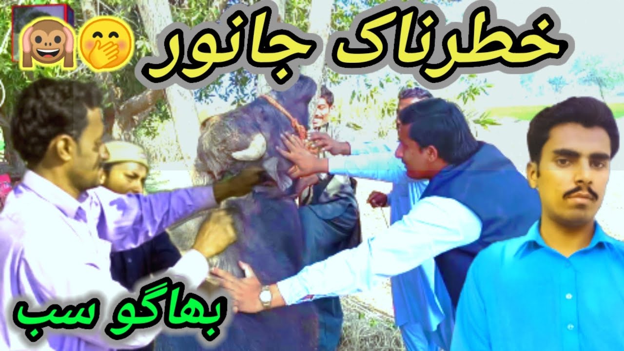 khatar nak animals || dangerous animals || animals ko nakail dalna ...