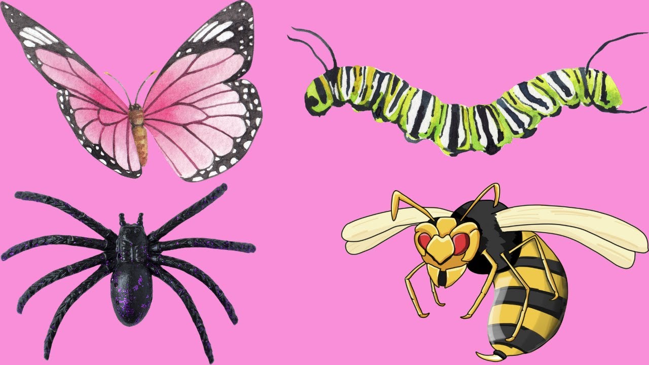 Learn Insects Names and Sounds for Toddlers - YouTube