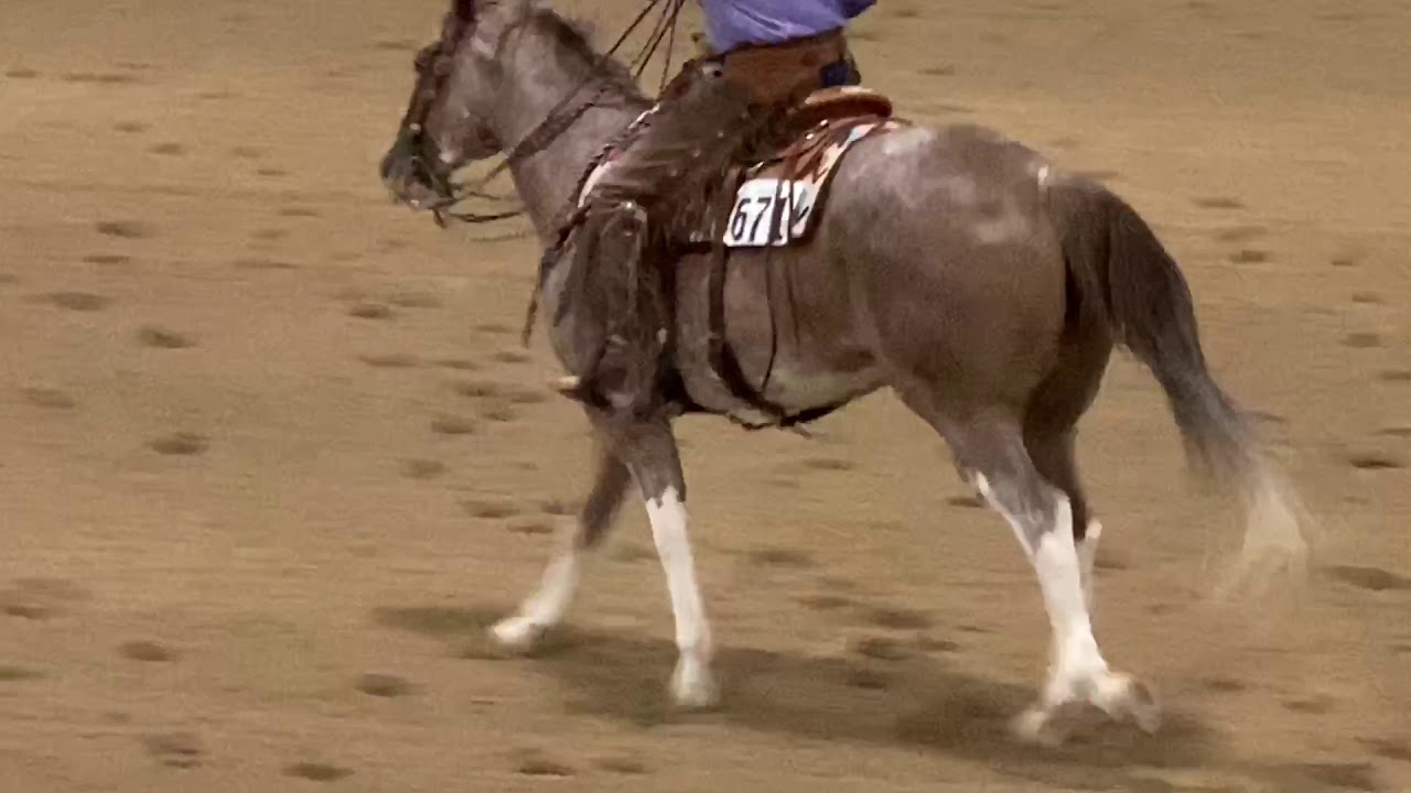 Priceless Investment - APHA Western National Championship Show - Open ...