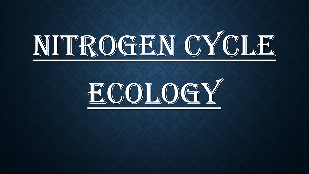 Nitrogen Cycle In Hindi Phosphorus Cycle Class 12th Biology Chapter 14 Ecology BSc Ecology nitrogen-cycle-in-hindi-phosphorus-cycle-class-12th-biology-chapter-14-ecology-bsc-ecology