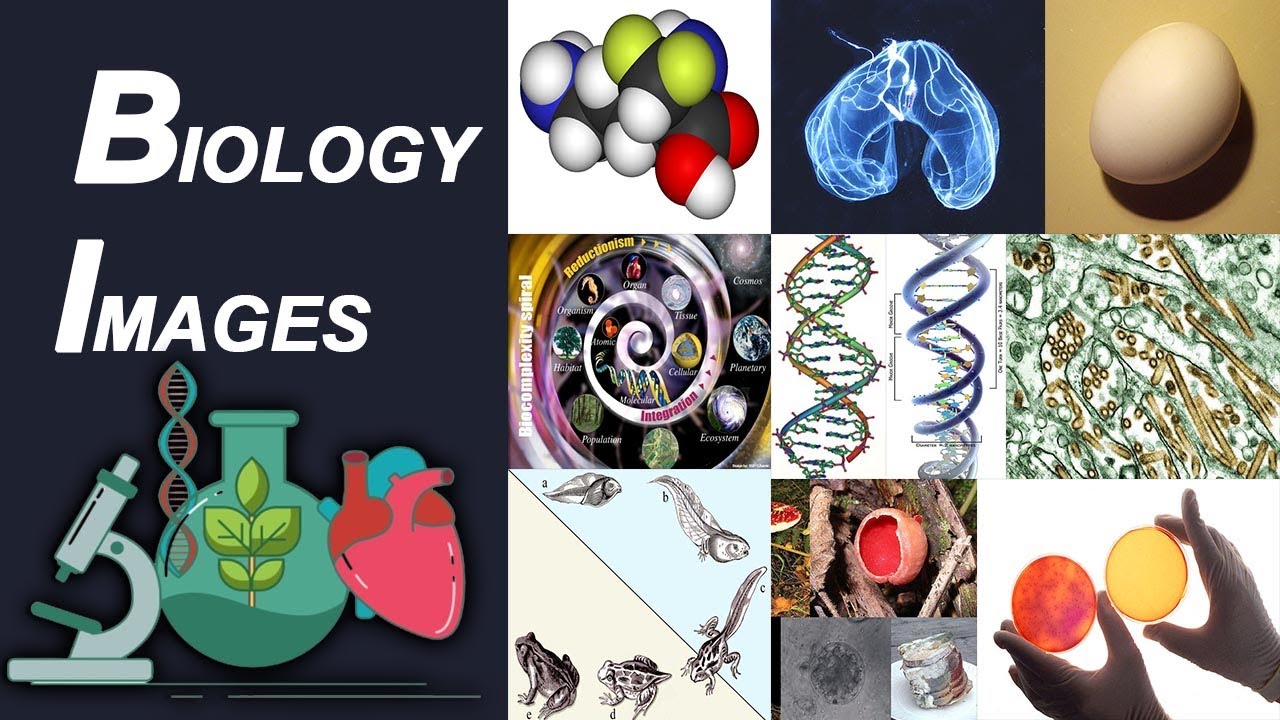 Biology Pictures Name In English Vocabulary | Biology Images - YouTube