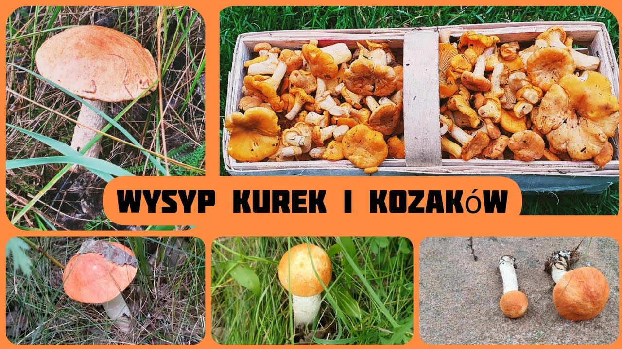 Grzyby 2020....Wysyp kurek i czerwone kozaki.... - YouTube