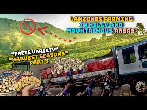 Lanzones Farming| Advantage of" Paete"Native Variety (low in ...