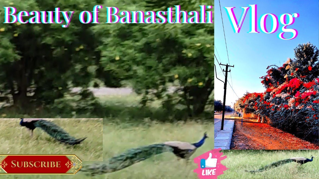 Banasthali Vidyapith campus || Indian peacock || #rajasthan #banasthali ...