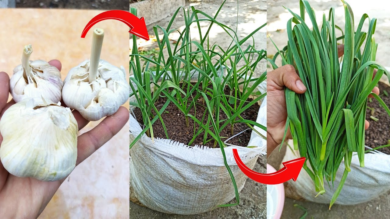 How to plant garlic in a sack for beginners, Planting garlic without ...