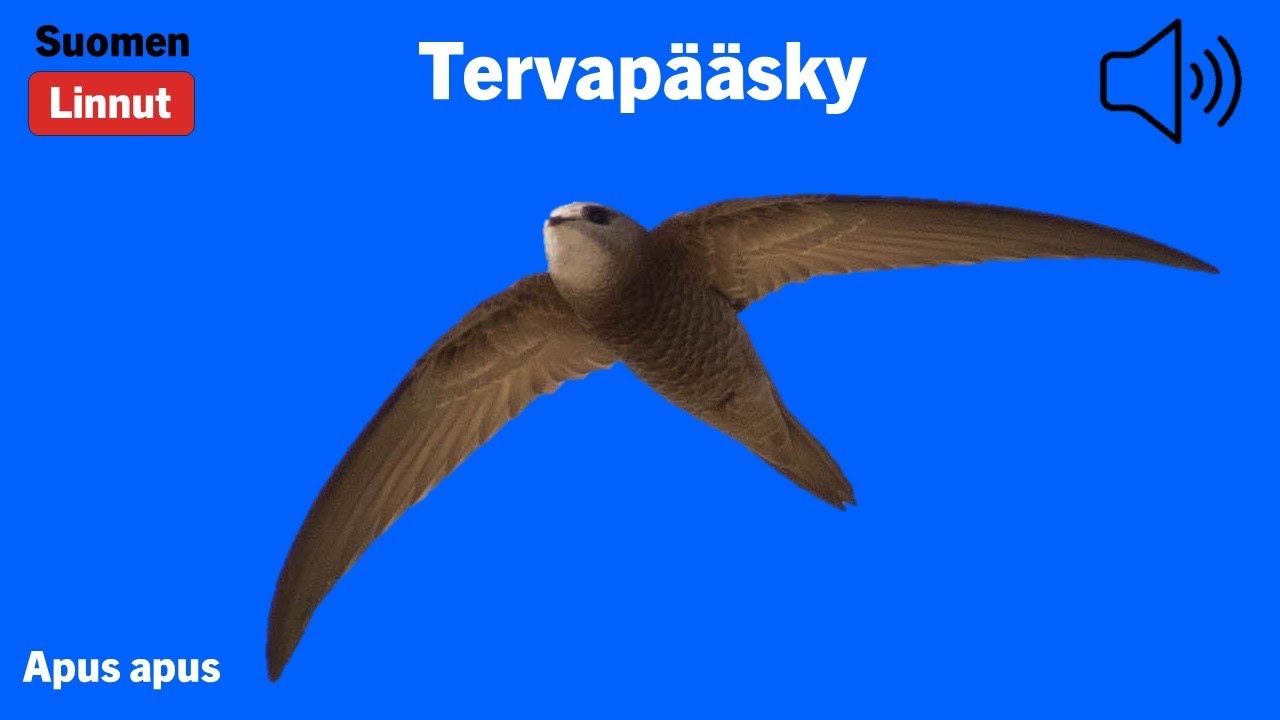 Tervapääsky - Apus apus - Common Swift - tornseglare - APUAPU - YouTube