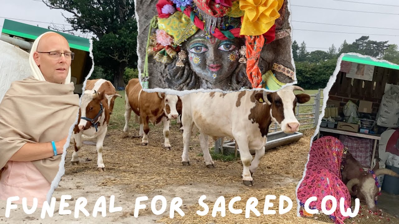Bhakti Vision: Funeral for a sacred cow - YouTube