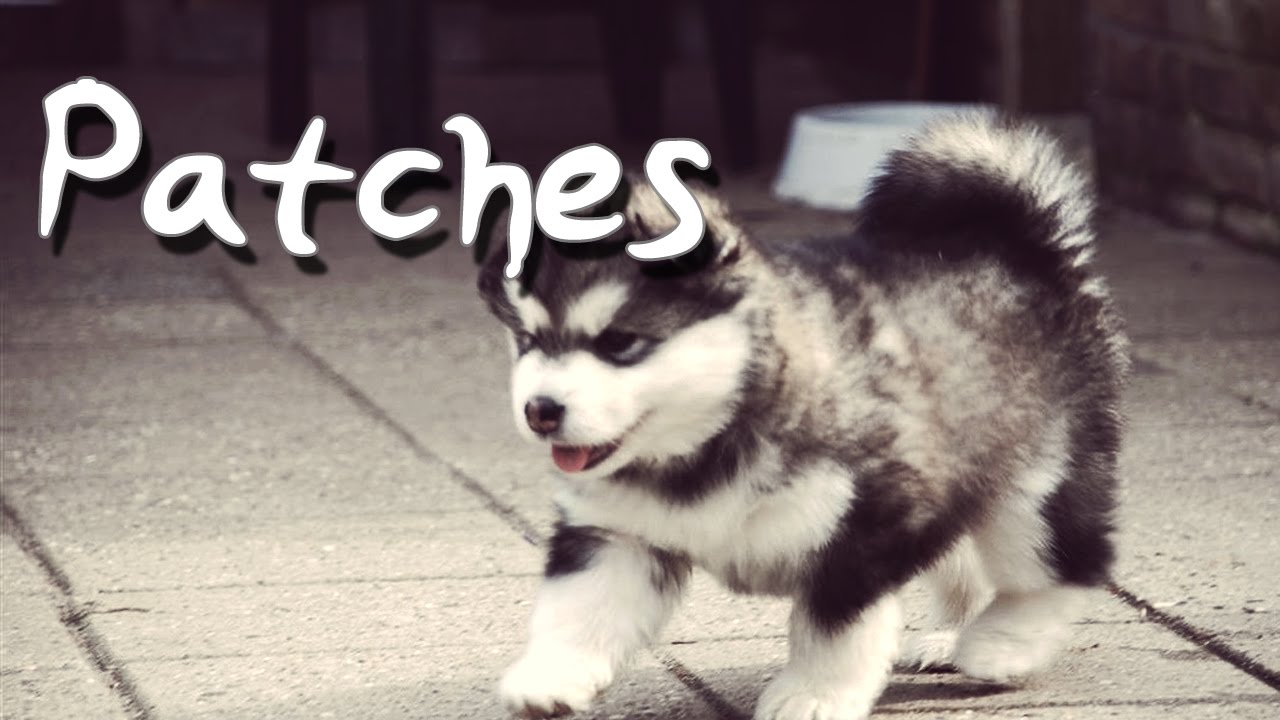 SCP-1424 "Patches" - YouTube