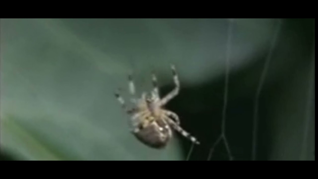 Test study of the affects of drugs on spider species - YouTube